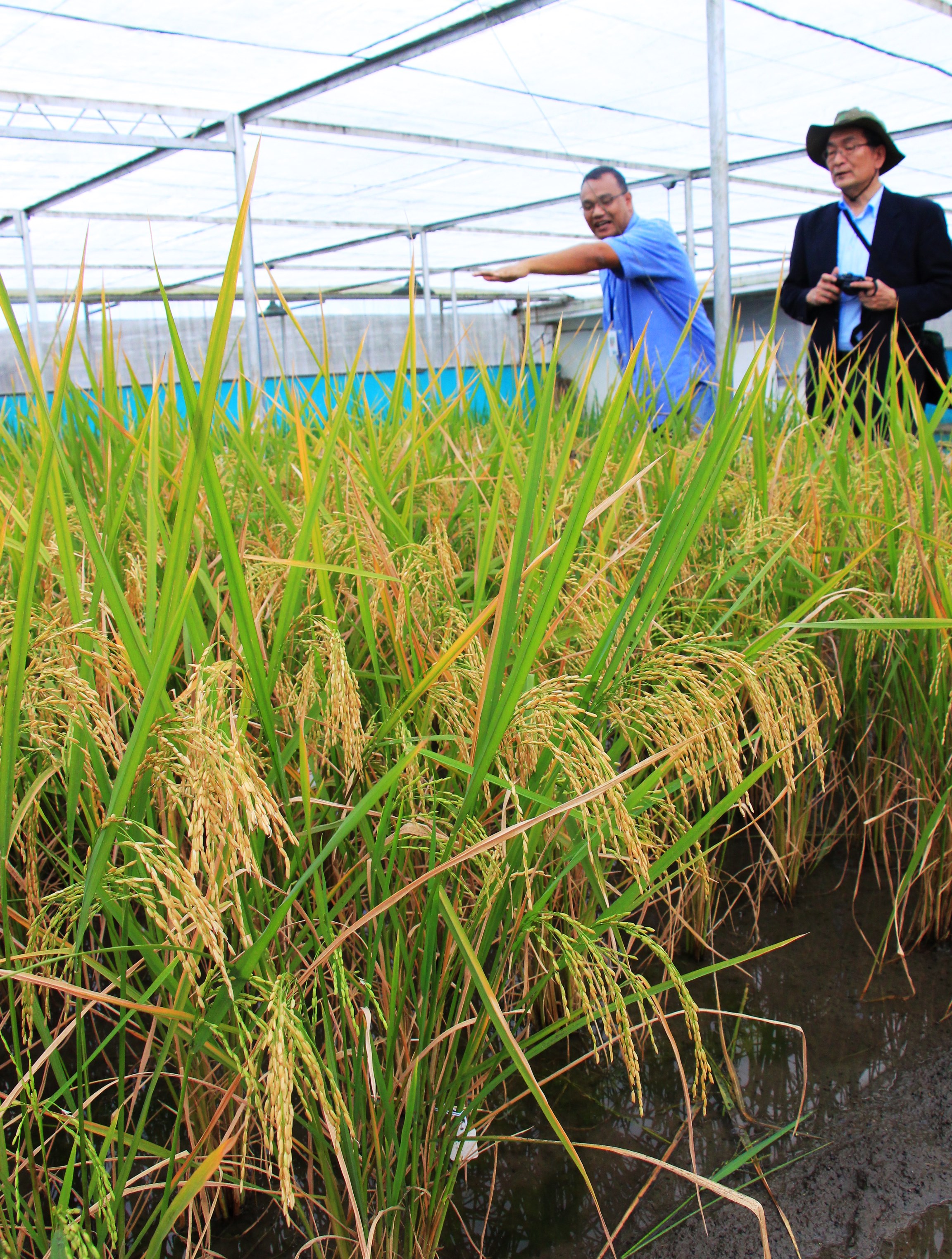 【Feature】Fighting world hunger – rice breeding (Feb. 19, 2014) | The ...