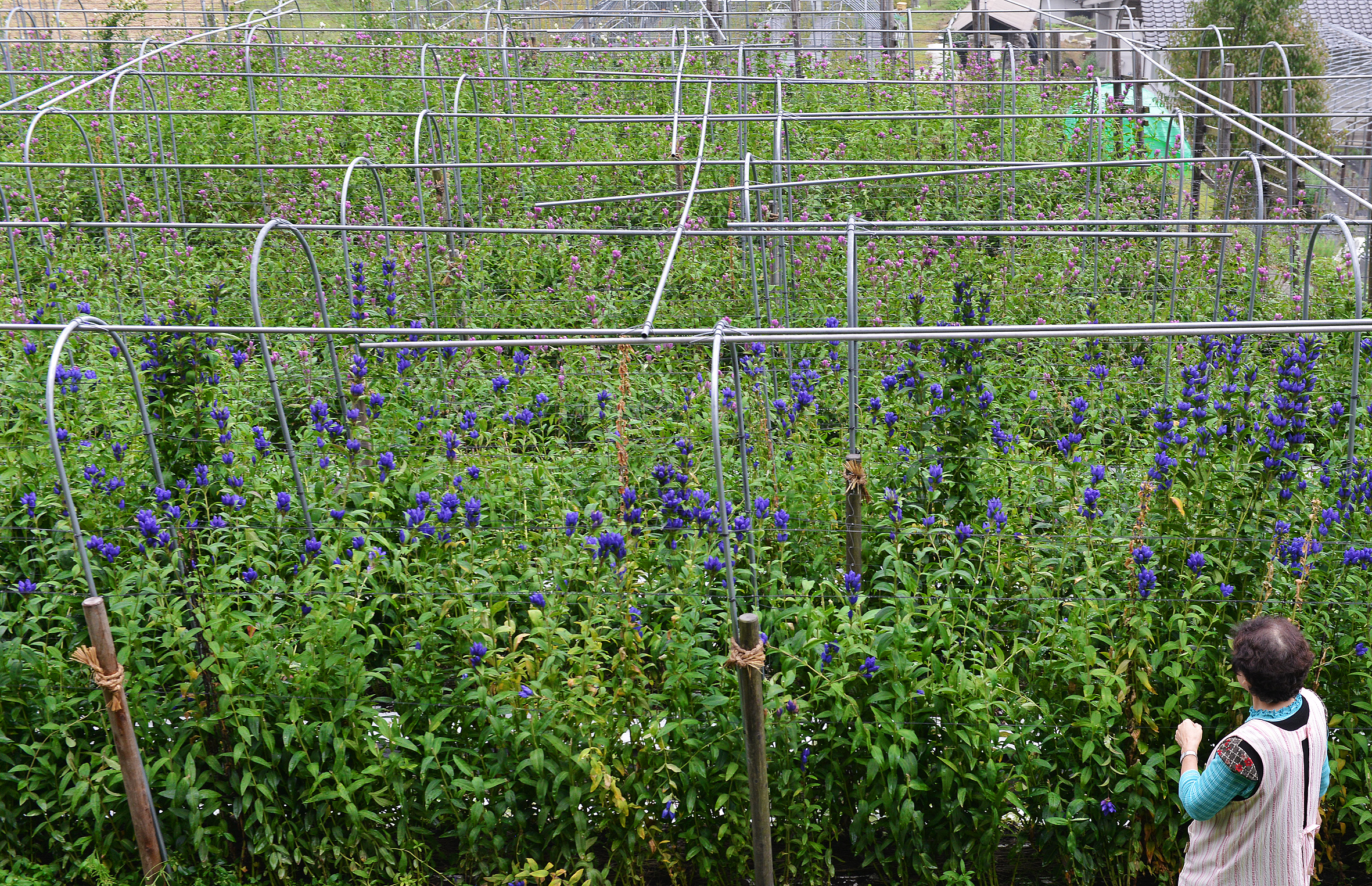 【News】 Take fresh colors with you to enjoy anytime, anywhere and ...