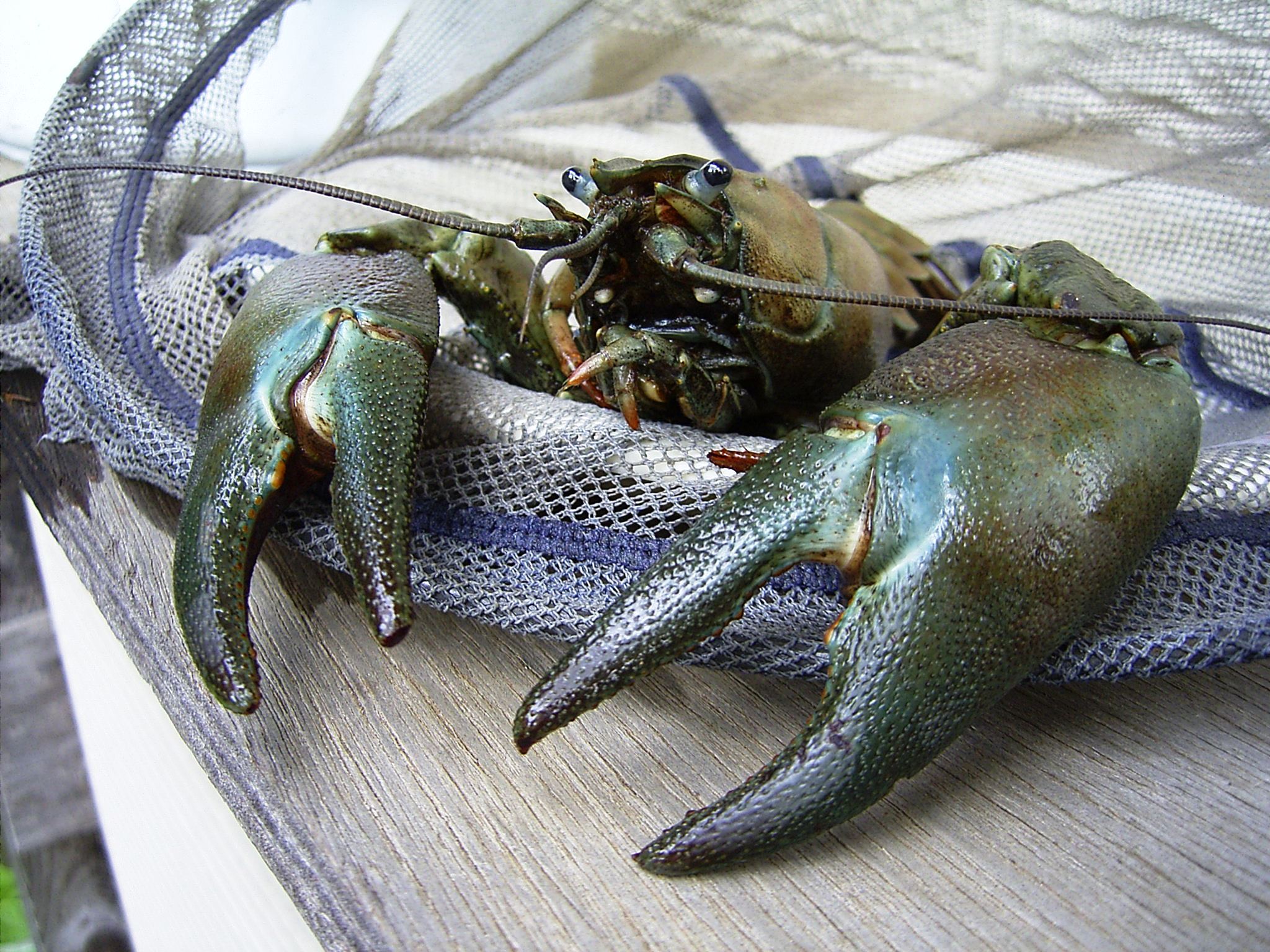 【News】 Nagano fights ecosystem invasion of signal crayfish - by eating ...